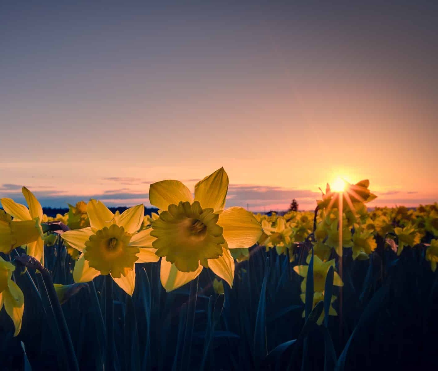 Kyle "Little Daffodil" Kelley